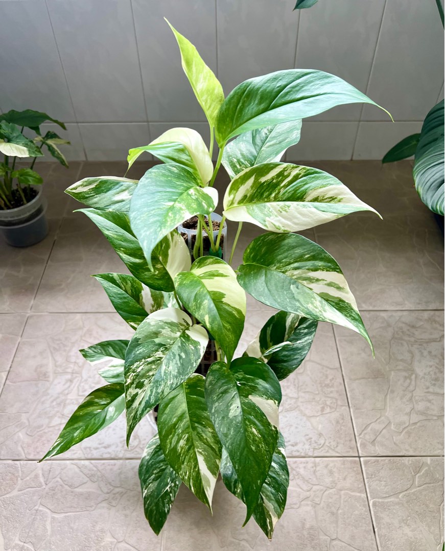 Epipremnum Pinnatum Albo, Furniture & Home Living, Gardening, Plants ...