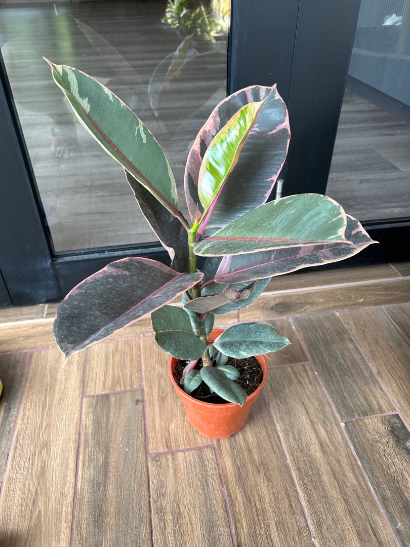 Ficus Elastica Ruby, Furniture & Home Living, Gardening, Plants & Seeds ...