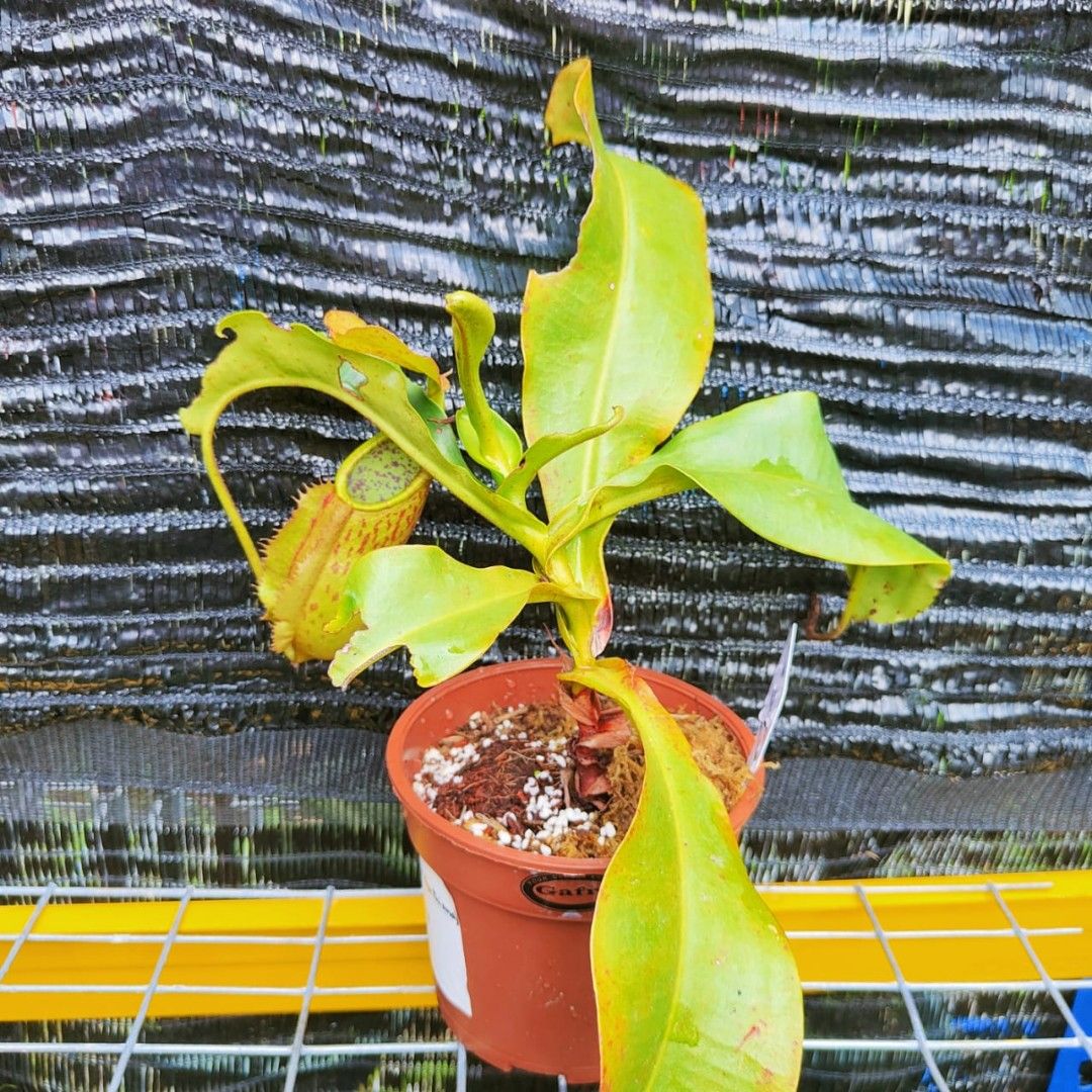 Nepenthes (Tiger x Northiana) x Veitchii 'Bario' Live Plant Monkey Cup ...