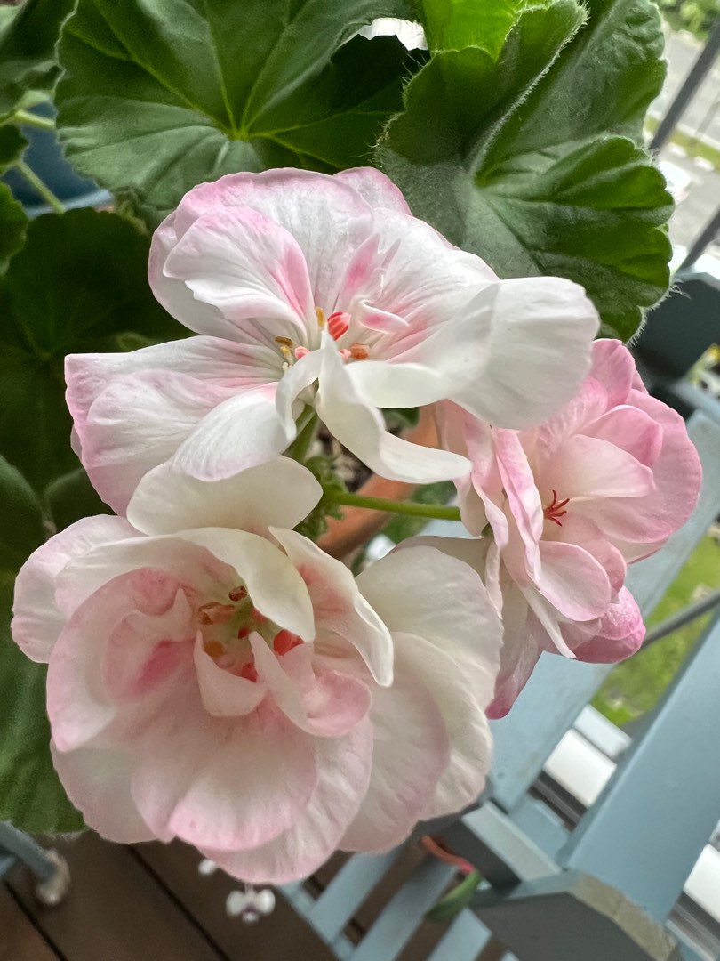 Pelargonium - Princess Grace, Furniture & Home Living, Gardening ...