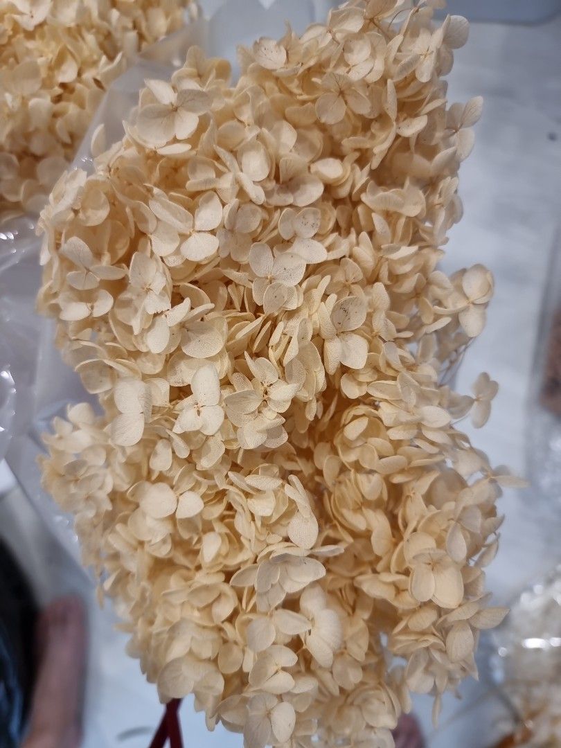 Preserved Hydrangea Cream, Hobbies & Toys, Stationery & Craft, Flowers ...
