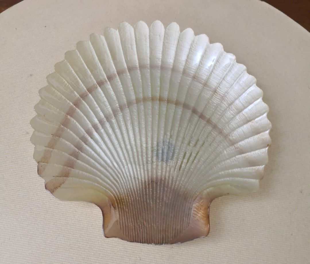 SSF colours scalloped plate, Furniture & Home Living, Home Decor, Vases ...