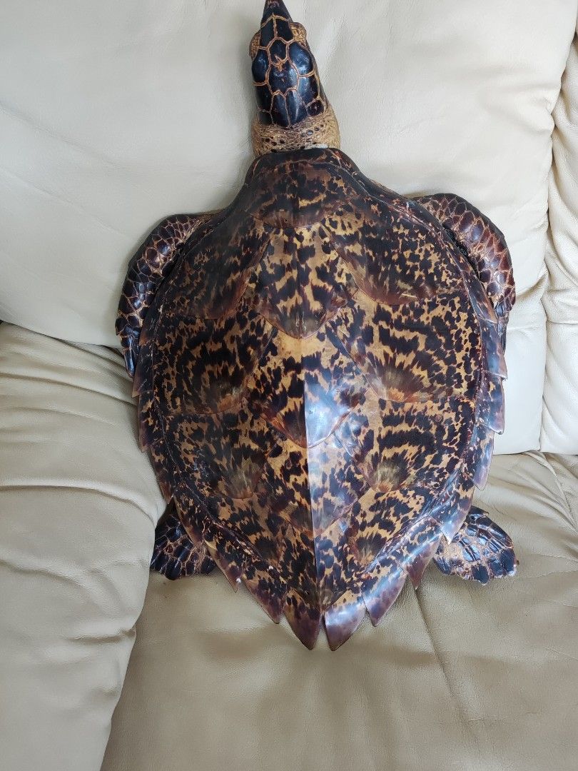 Taxidermy - Preserved Pawikan on Carousell