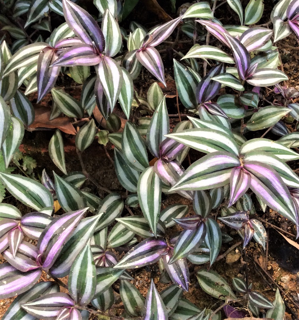 Wandering Jew (Tradescantia zebrina, Silver inch plant) cutting ...