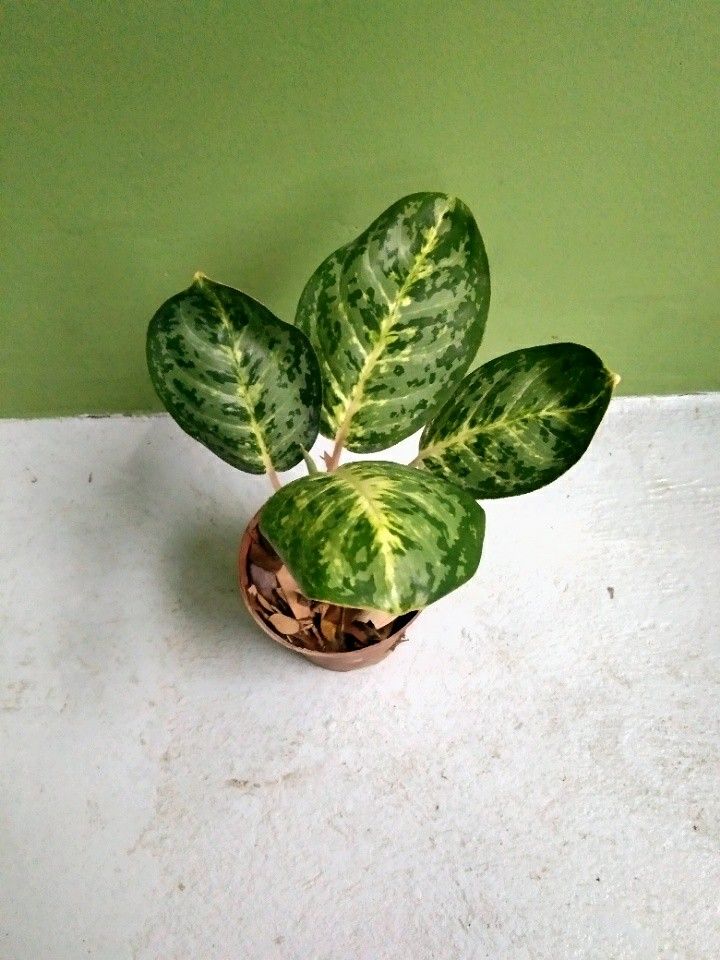 Aglaonema Golden Papuma, Furniture & Home Living, Gardening, Plants ...