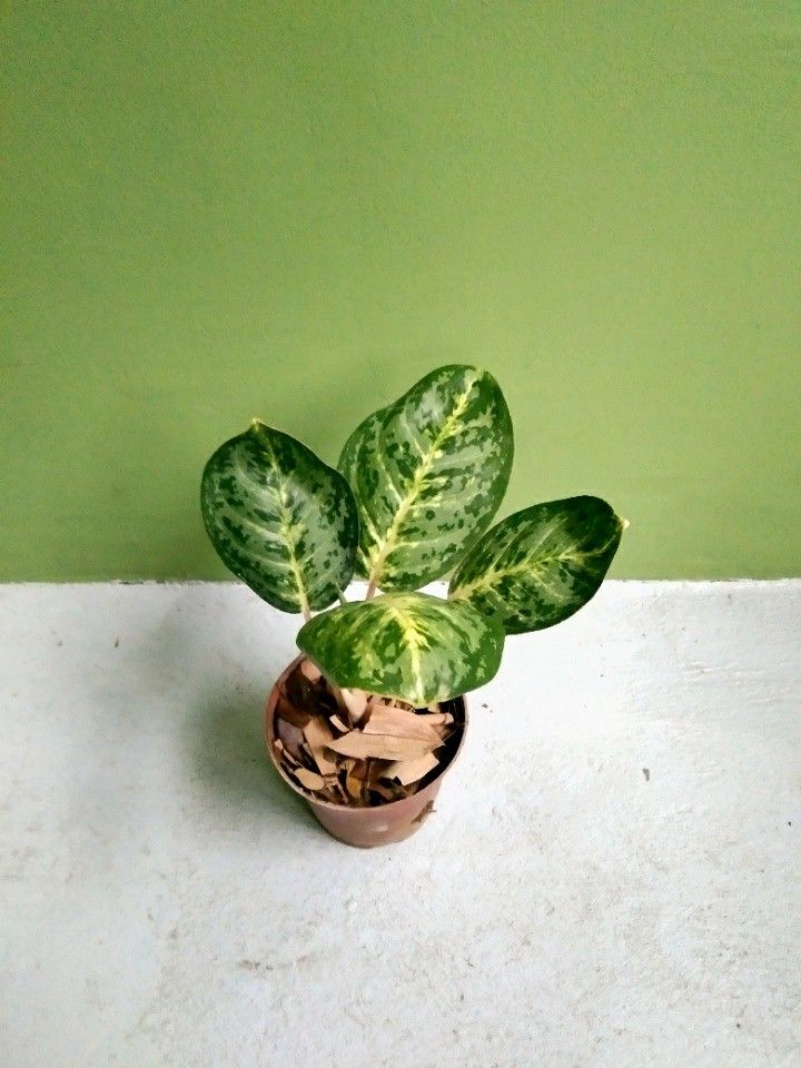Aglaonema Golden Papuma, Furniture & Home Living, Gardening, Plants ...