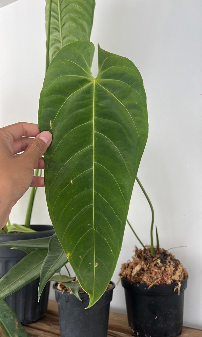 Anthurium queremalense, Furniture & Home Living, Gardening, Plants ...