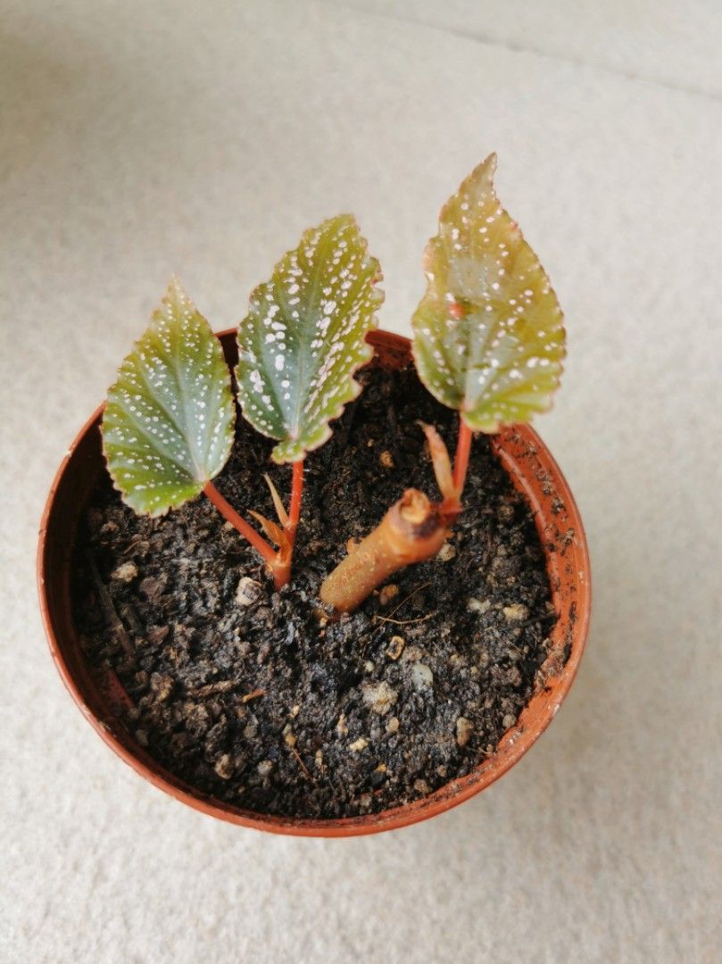 Begonia baby plant, Furniture & Home Living, Gardening, Plants & Seeds ...