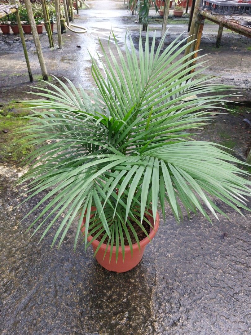 Java Palm, Furniture & Home Living, Gardening, Plants & Seeds on Carousell