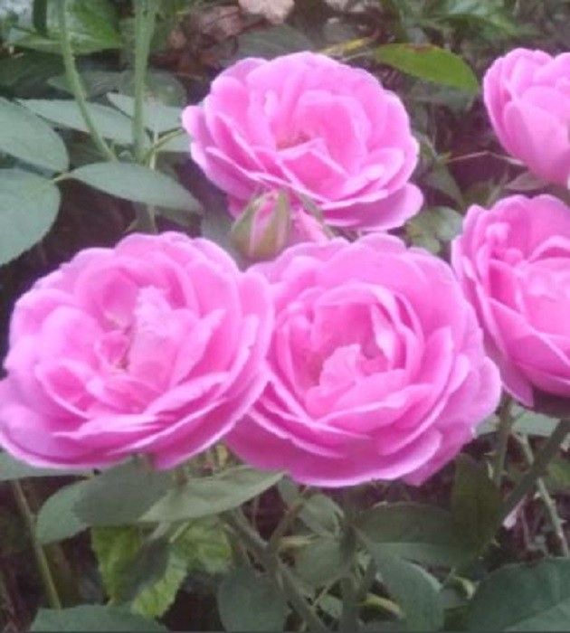 Paneer Rose plant (pink damask)strong fragrance, Furniture & Home ...