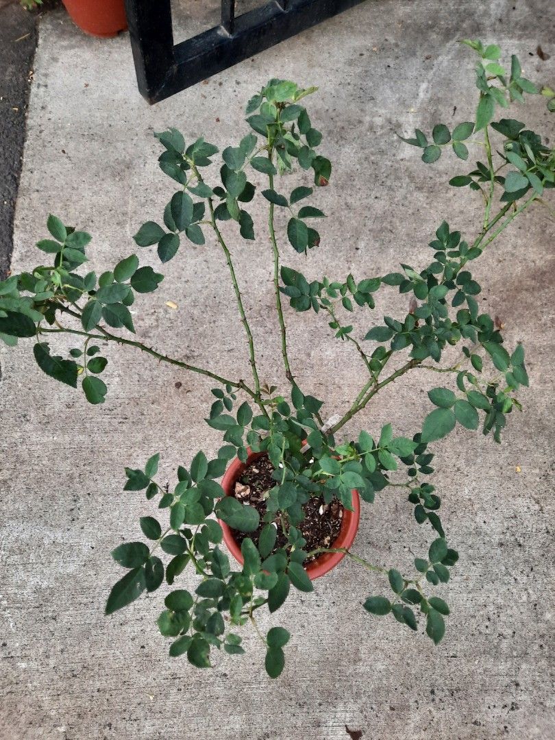Paneer Rose plant (pink damask)strong fragrance, Furniture & Home ...