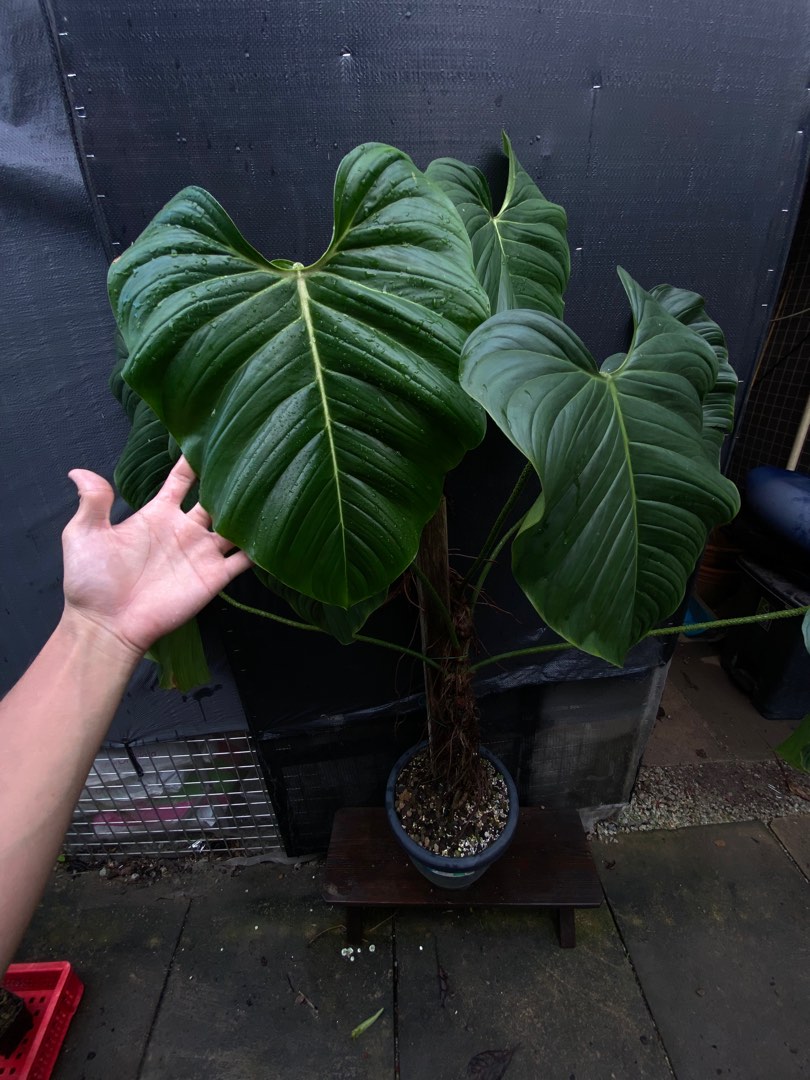 Philodendron sp Fuzzy Petiole (XL, 9 leaves), Furniture & Home Living ...