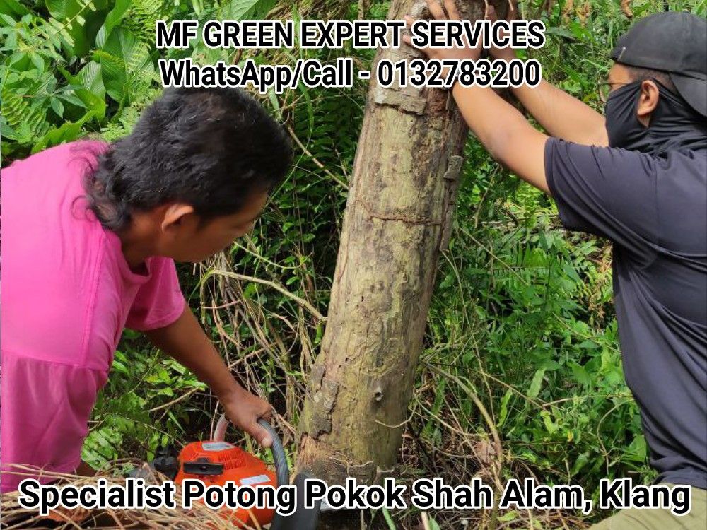 Potong Pokok, Tebang Pokok, Trim Pokok, Cutting Tree, Pruning Tree ...