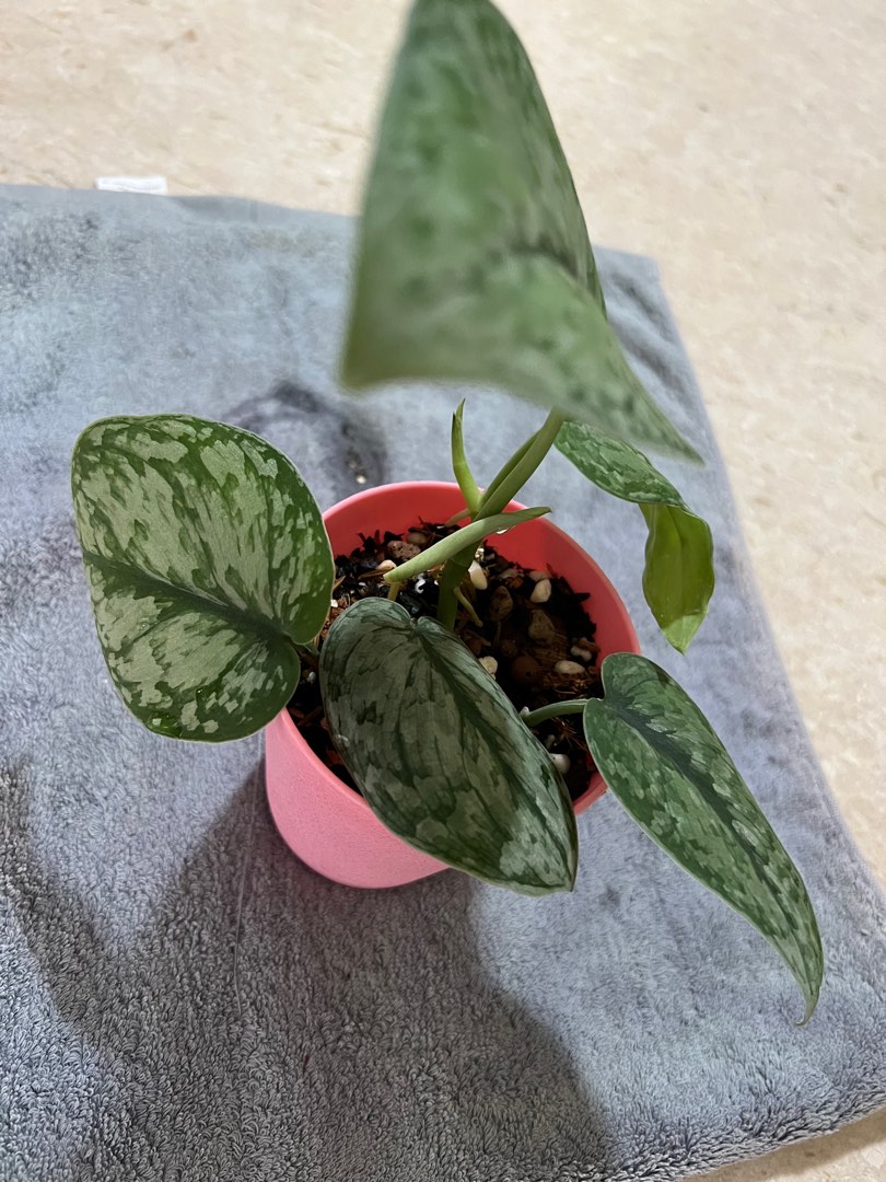 Scindapsus cloud, monstera peru, raphidophora pertusa, Furniture & Home ...