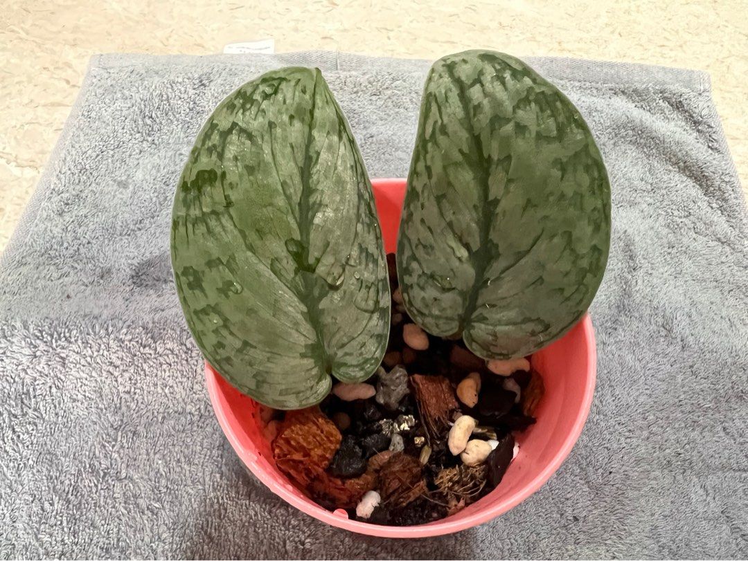 Scindapsus cloud, monstera peru, raphidophora pertusa, Furniture & Home ...