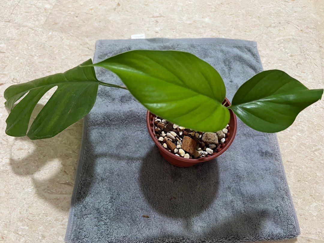 Scindapsus cloud, monstera peru, raphidophora pertusa, Furniture & Home ...