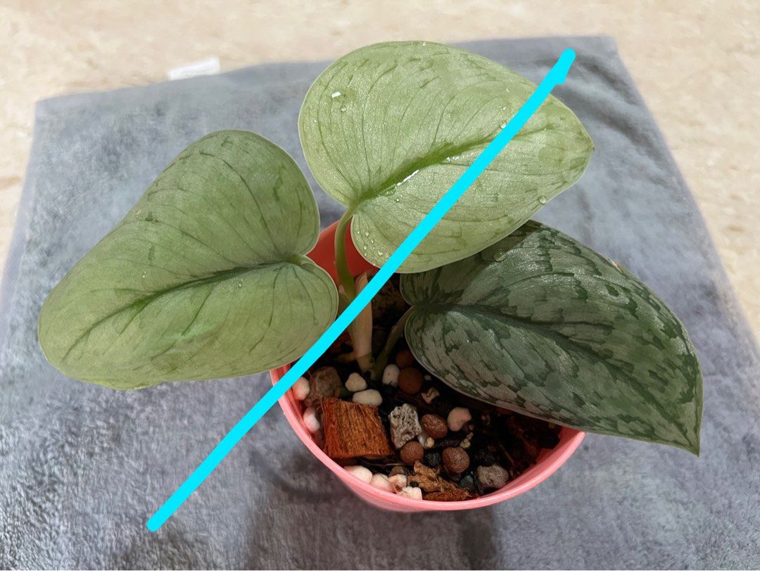 Scindapsus cloud, monstera peru, raphidophora pertusa, Furniture & Home ...