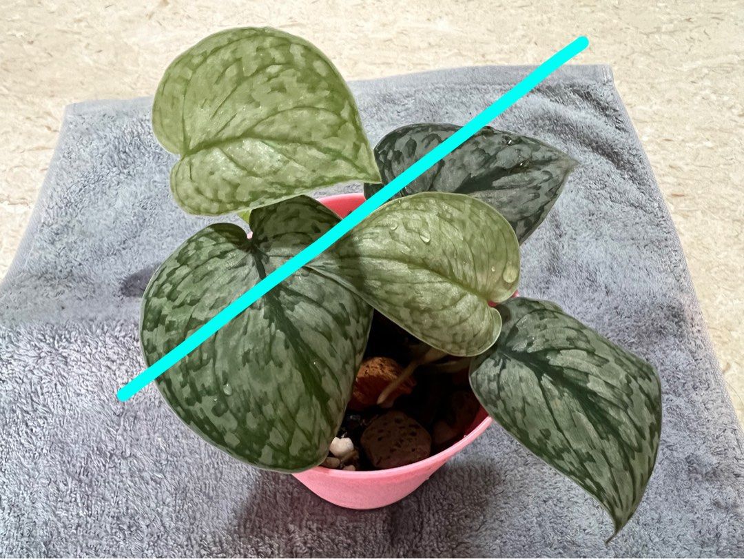 Scindapsus cloud, monstera peru, raphidophora pertusa, Furniture & Home ...