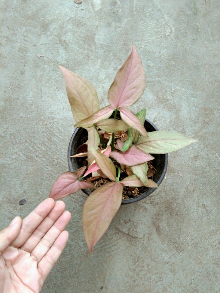 Syngonium Pink Neon Robusta, Furniture & Home Living, Gardening, Plants ...