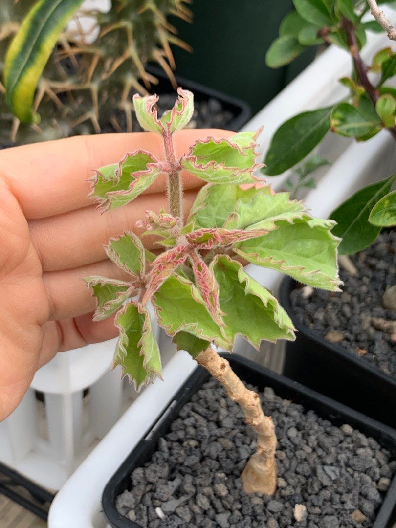 哥瑞馬拉葡萄翁 Cyphostemma sp. Ngare Mara, 傢俬＆家居, 園藝, 植物及種子 - Carousell