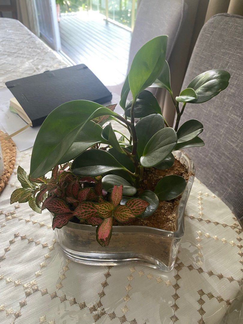Assorted indoor plants for sale, Furniture & Home Living, Gardening ...