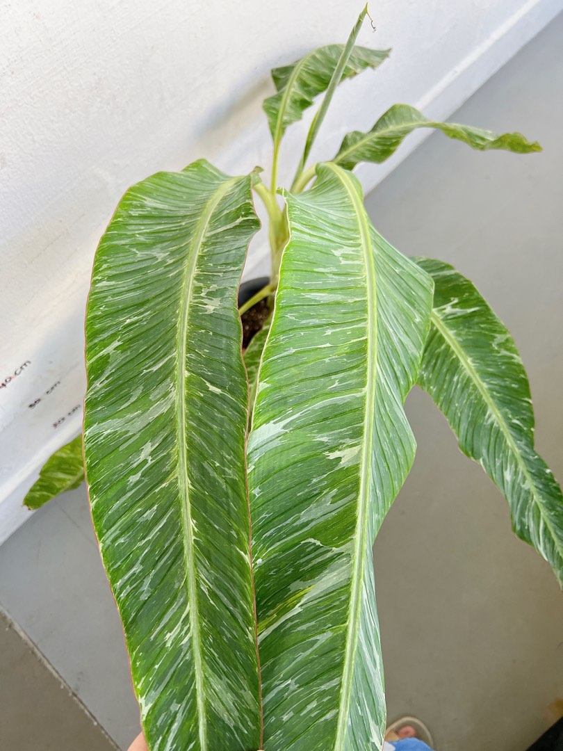 banana variegated musa "jungle gem, Furniture & Home Living, Gardening ...
