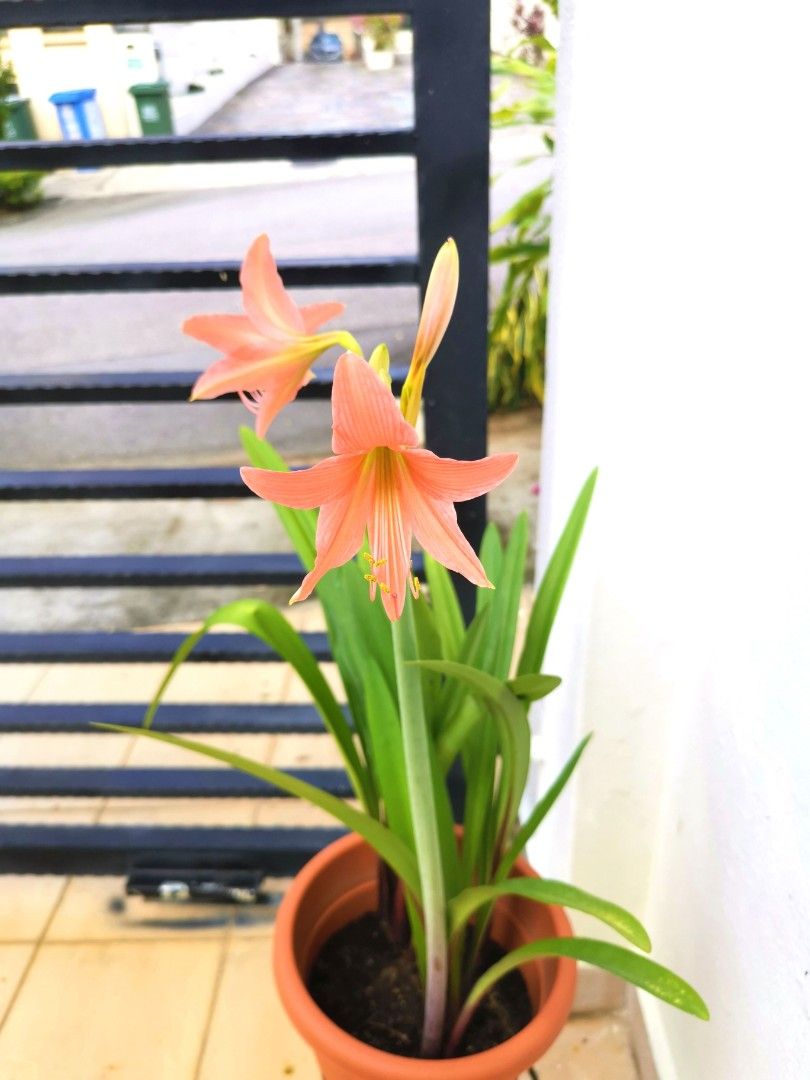 Barbados Lily, Furniture & Home Living, Gardening, Plants & Seeds on ...