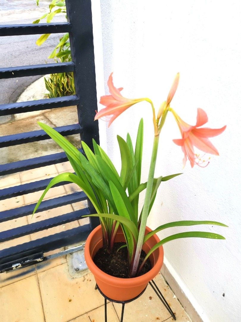 Barbados Lily, Furniture & Home Living, Gardening, Plants & Seeds on ...