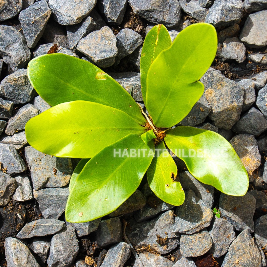 Birdnest Fern, Furniture & Home Living, Gardening, Plants & Seeds on ...