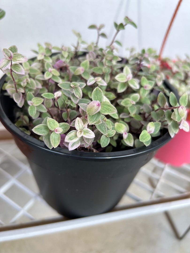 Callisia Repens (Pink Lady), Furniture & Home Living, Gardening, Plants ...