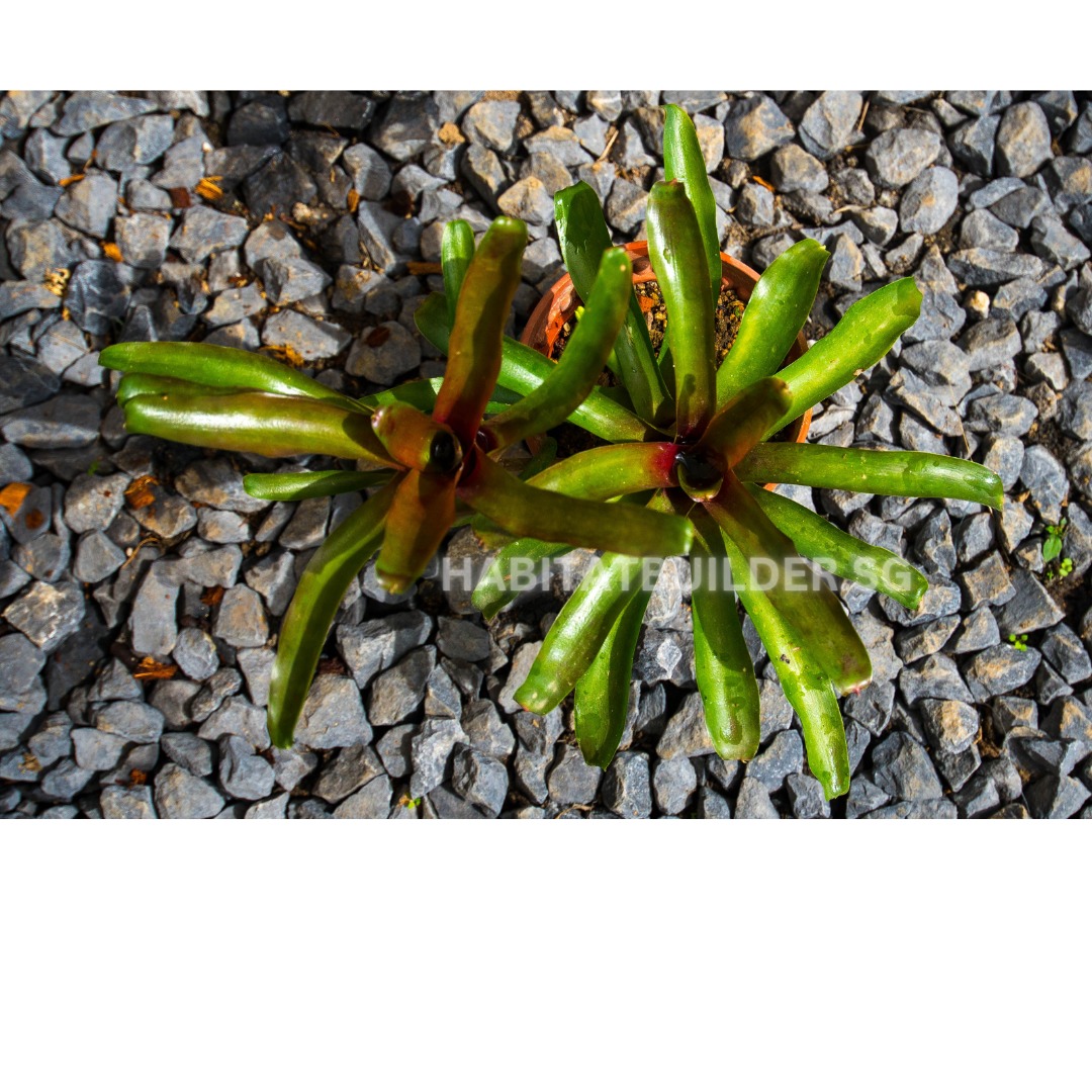 Common Bromeliad, Furniture & Home Living, Gardening, Plants & Seeds on ...