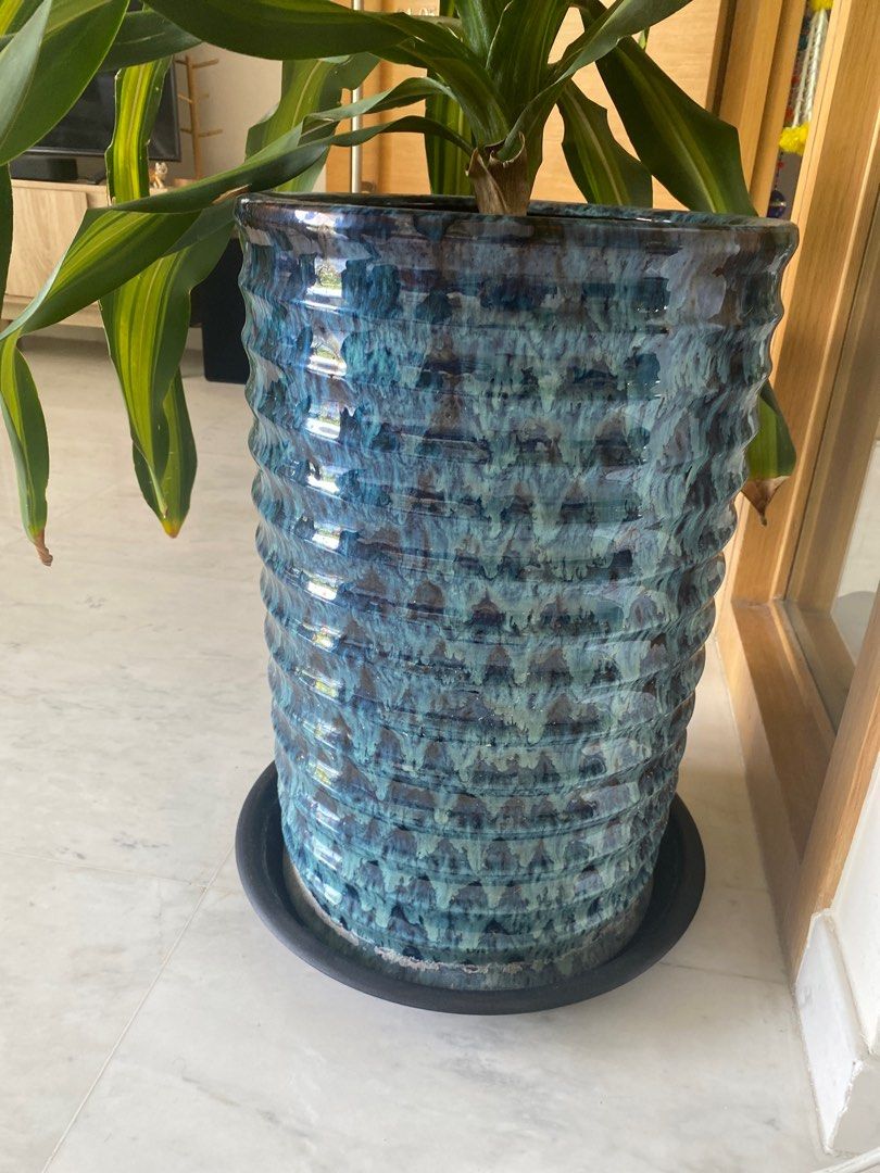 Dracaena Fragrans (Iron Plant) for Sale, Furniture & Home Living ...