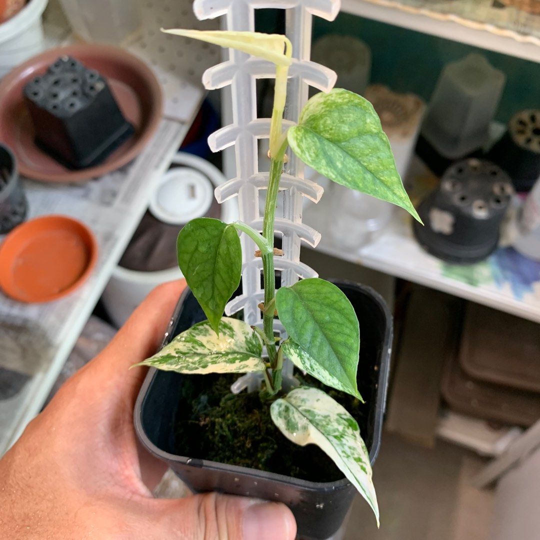 Epipremnum Cebu Blue Variegated (Contactless delivery at $12) (Self ...