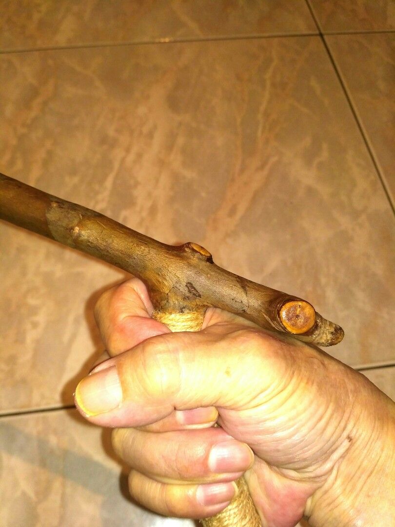 Guava Hand Perch for Parrots and Birds, Pet Supplies, Homes & Other Pet ...