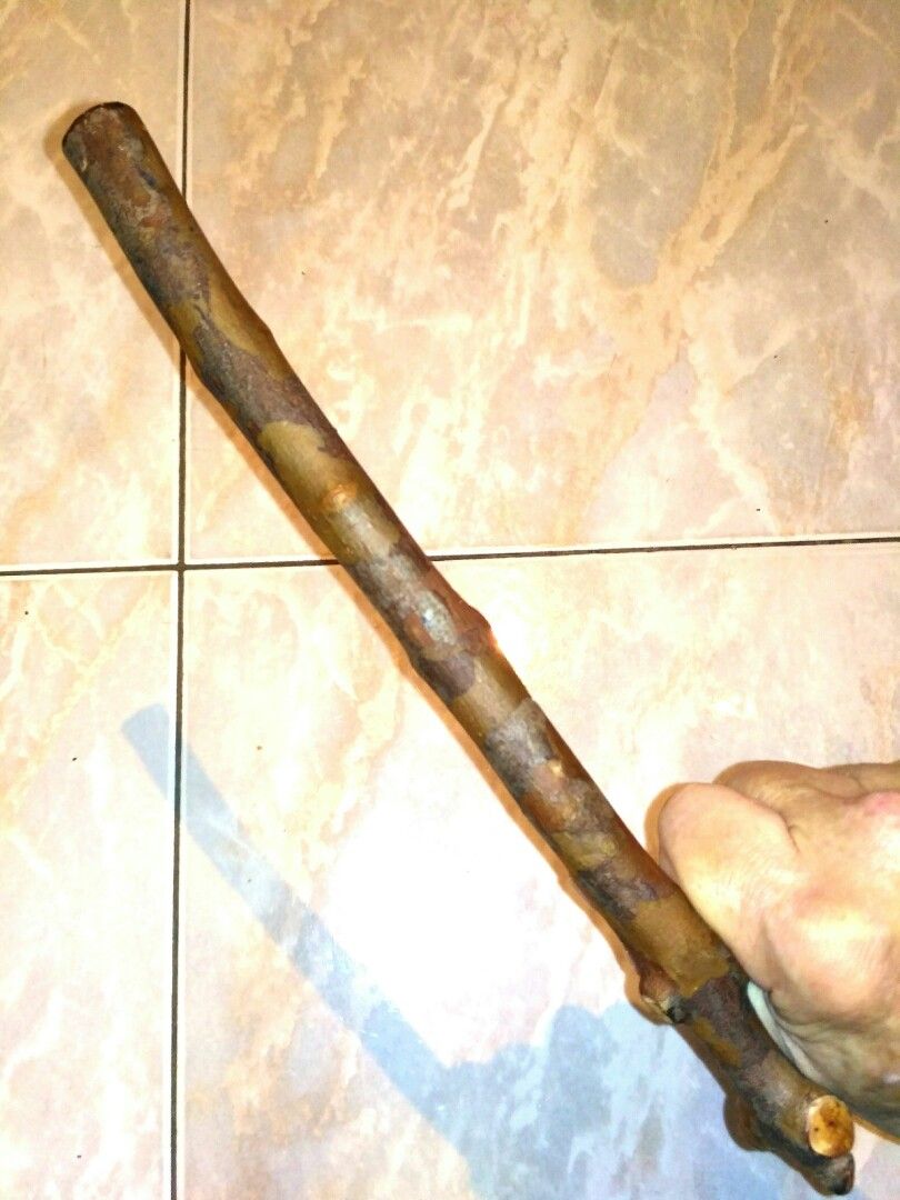 Guava Hand Perch for Parrots and Birds, Pet Supplies, Homes & Other Pet ...
