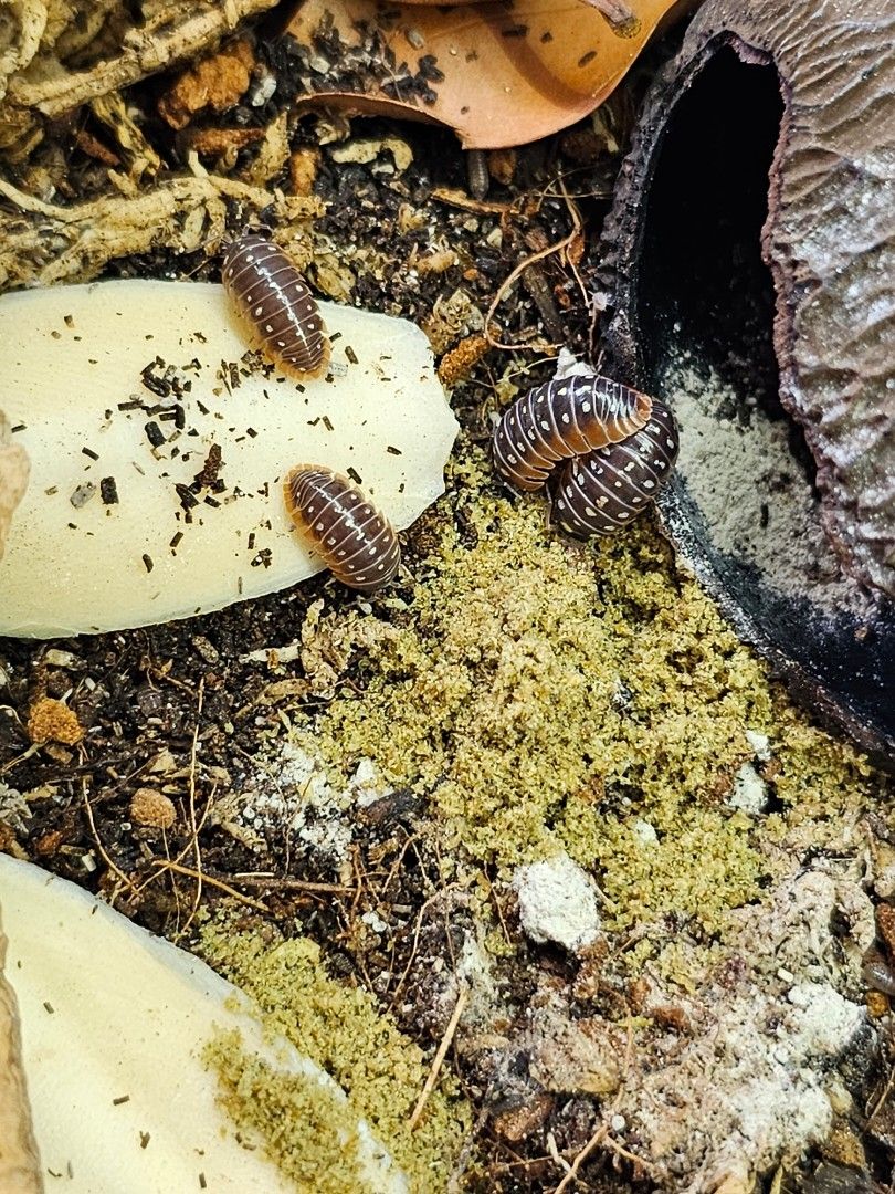 (Iso-Hungry) Isopod Food (50g), Pet Supplies, Pet Food on Carousell