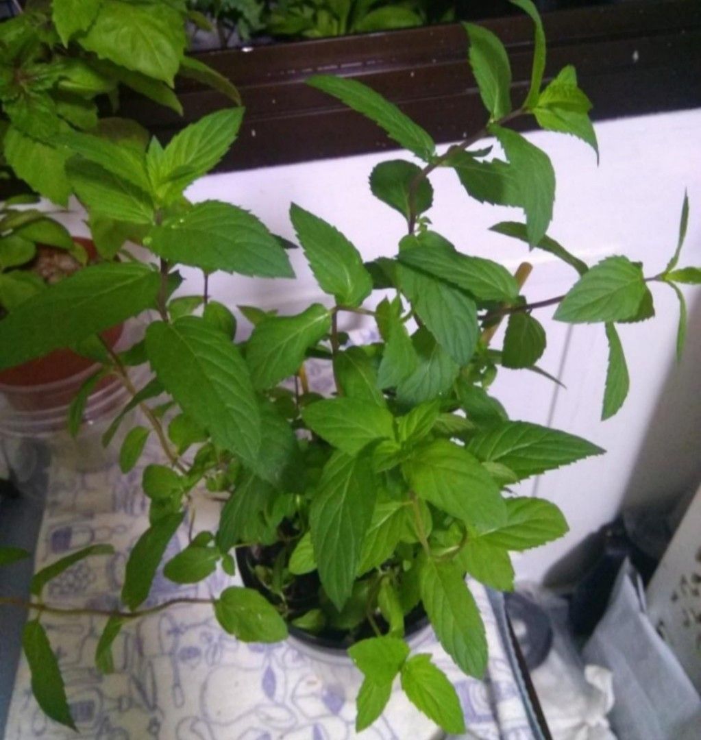 [Pre-order] Japanese Peppermint, Peppermint & Chocolate Mint Plant ...