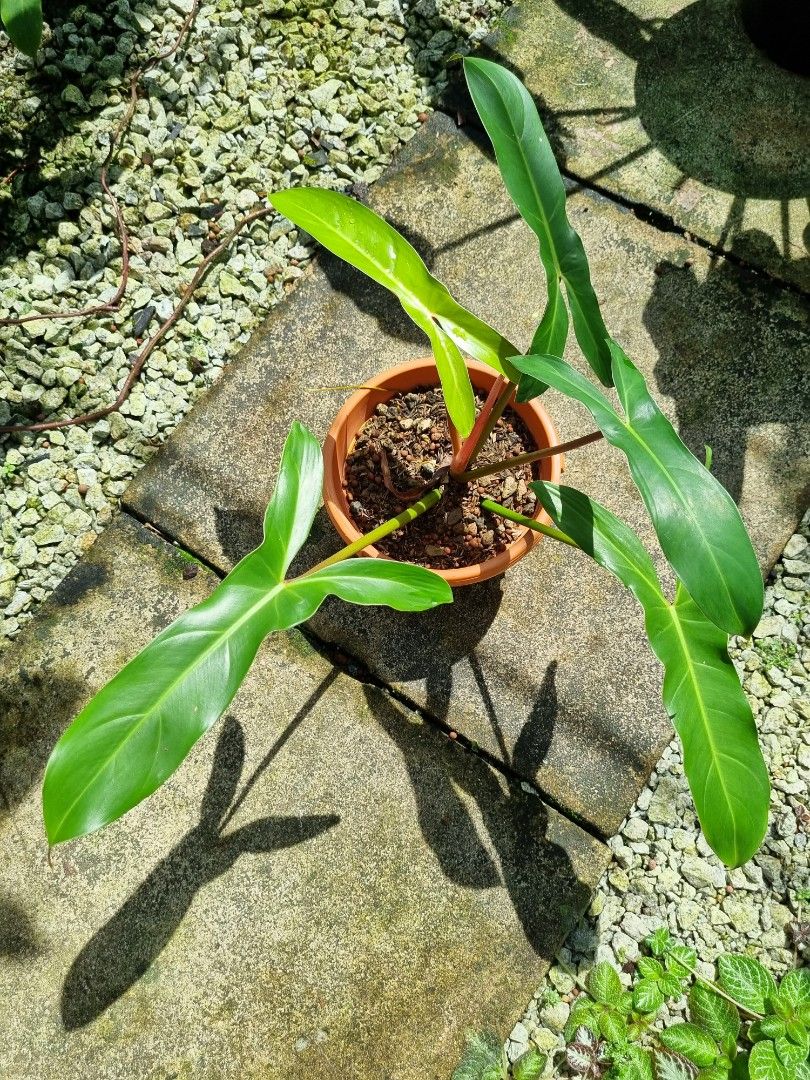 Philodendron Mexicanum, Furniture & Home Living, Gardening, Plants ...