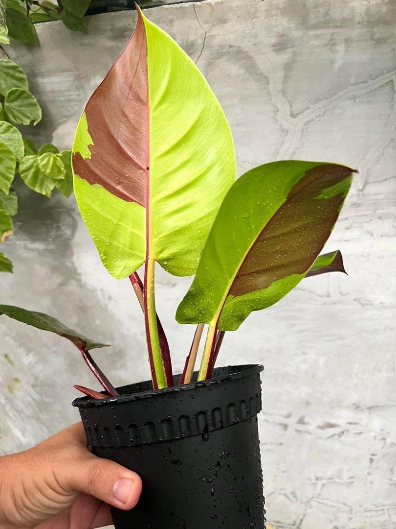 Philodendron Red Moon, Furniture & Home Living, Gardening, Plants ...