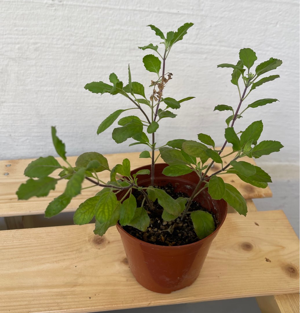 Tulsi aka Holy Basil plants, Furniture & Home Living, Gardening, Plants ...