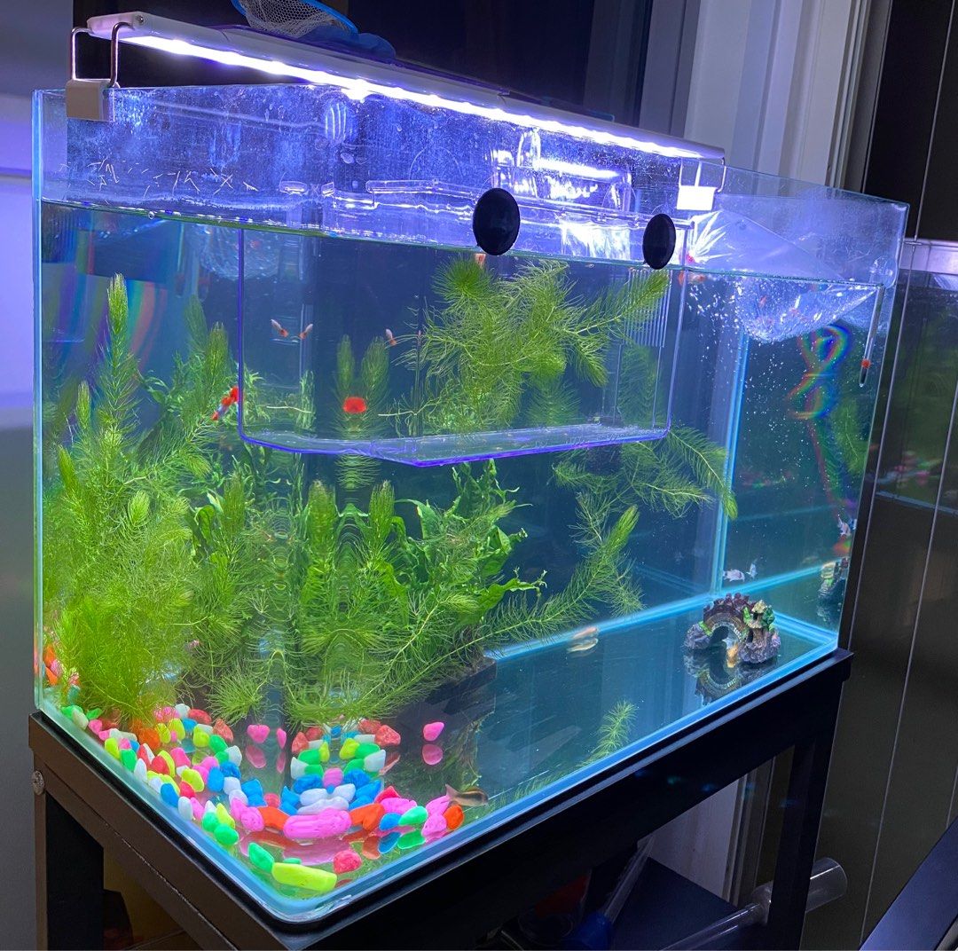 2 ft rare curved open top glass fish tank - 72 litre/19 gallon, Pet ...