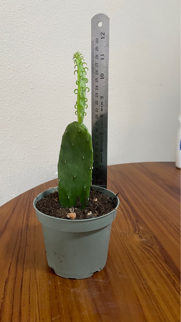 Cochineal Nopal Cactus, Furniture & Home Living, Gardening, Plants ...