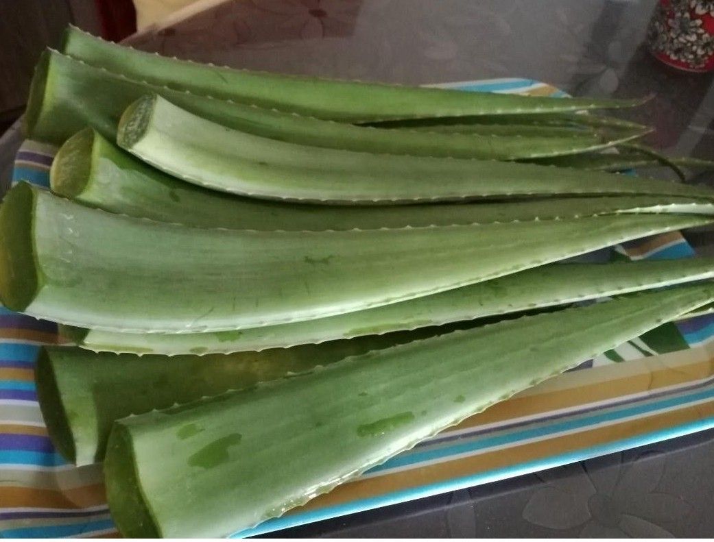 Fresh edible Aloevera gel leaf fresh cut aloe Vera leaf for drinking ...