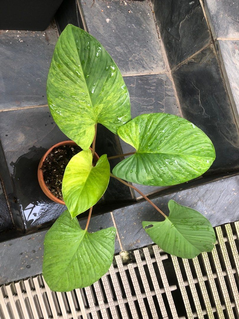 Homalomena pendula variegated, Furniture & Home Living, Gardening ...