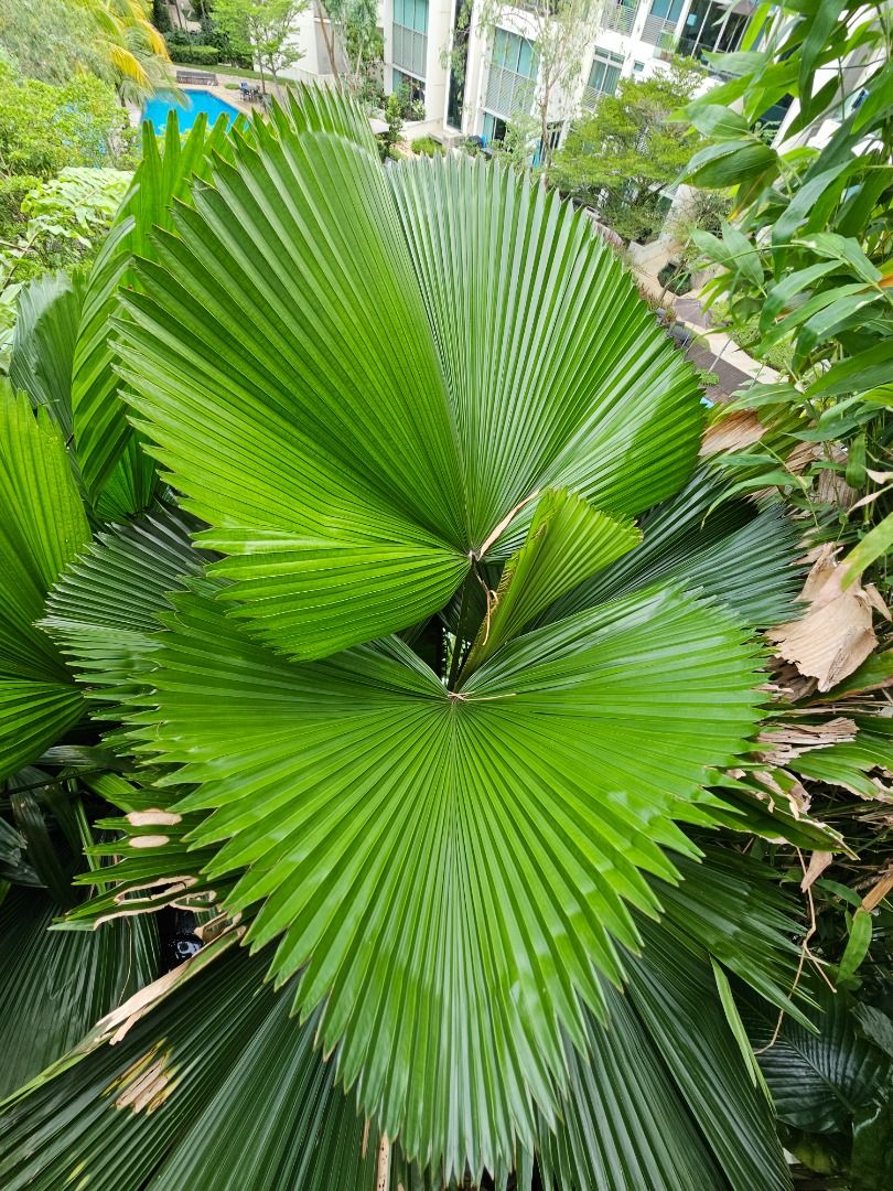 Licuala grandis palm tree in decorative pot - 1m50 in height, Furniture ...