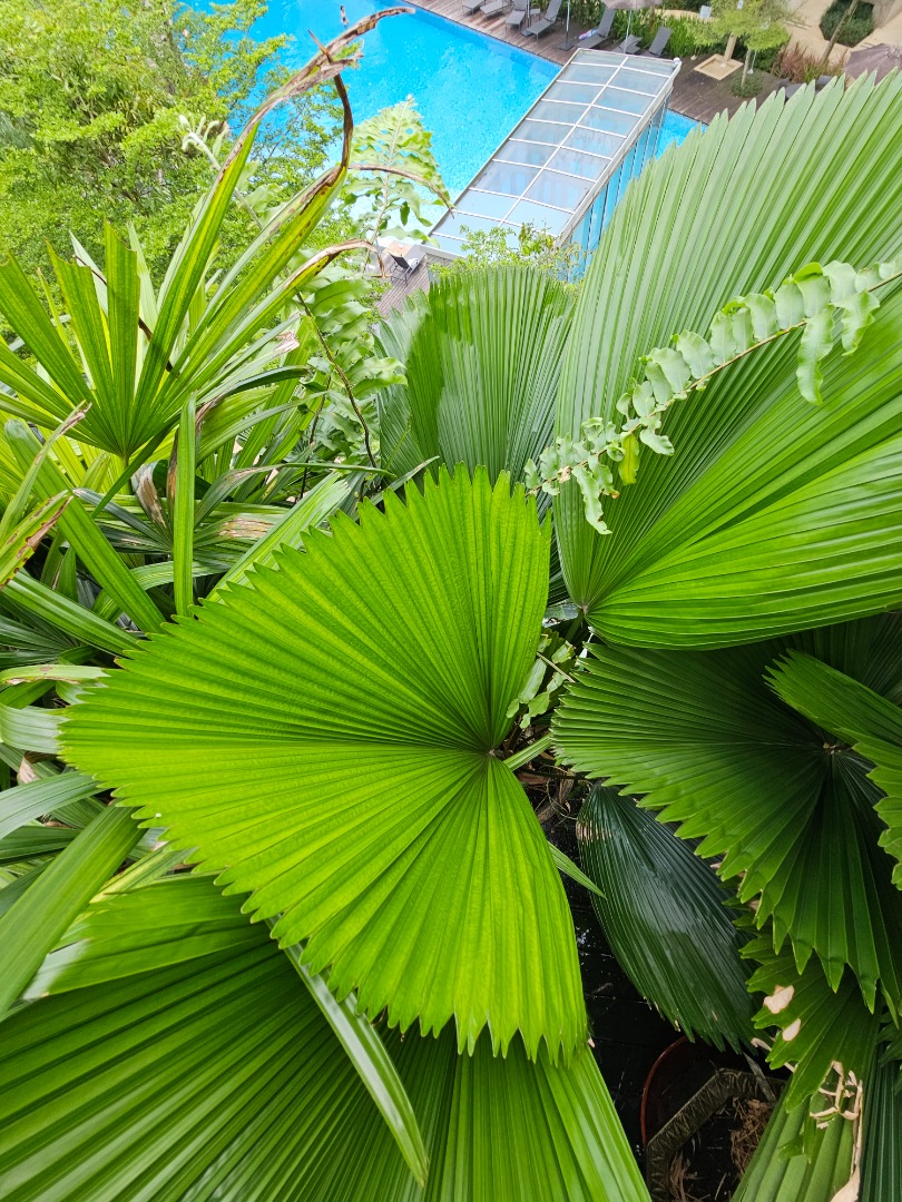 Licuala grandis palm tree in decorative pot - 1m50 in height, Furniture ...