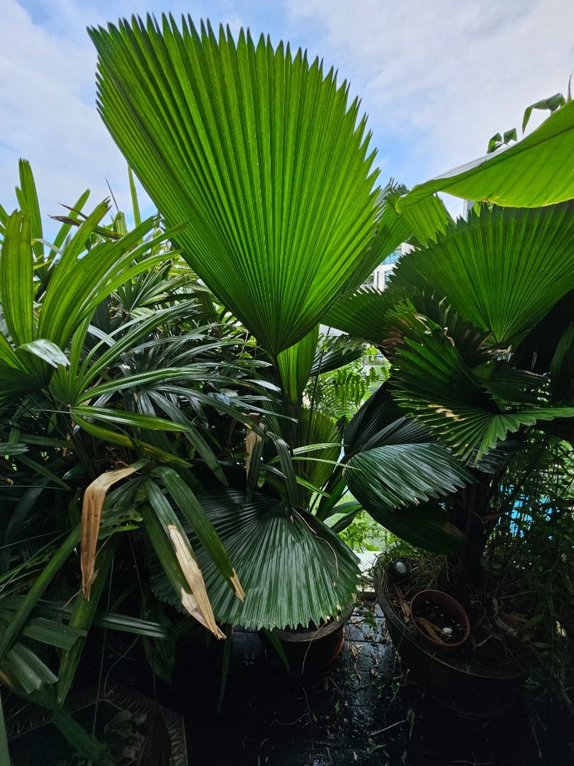 Licuala grandis palm tree in decorative pot - 1m50 in height, Furniture ...