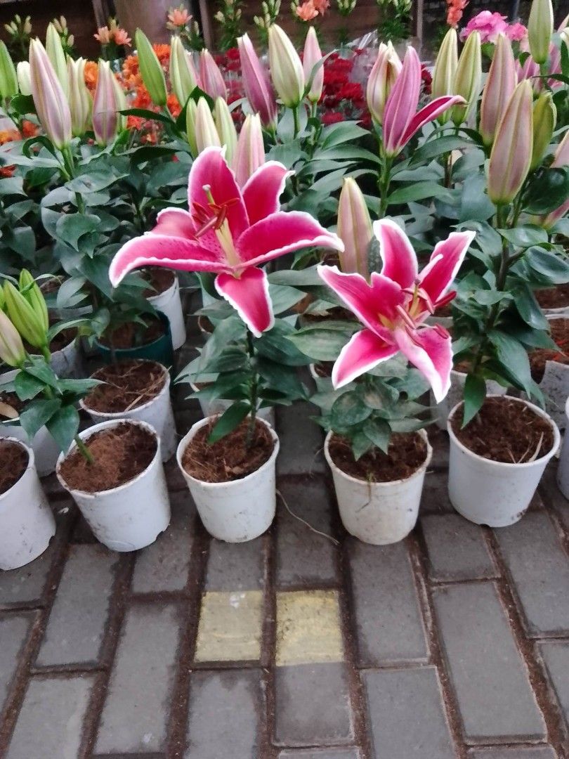 Lily stargazer, Furniture & Home Living, Gardening, Plants & Seeds on ...