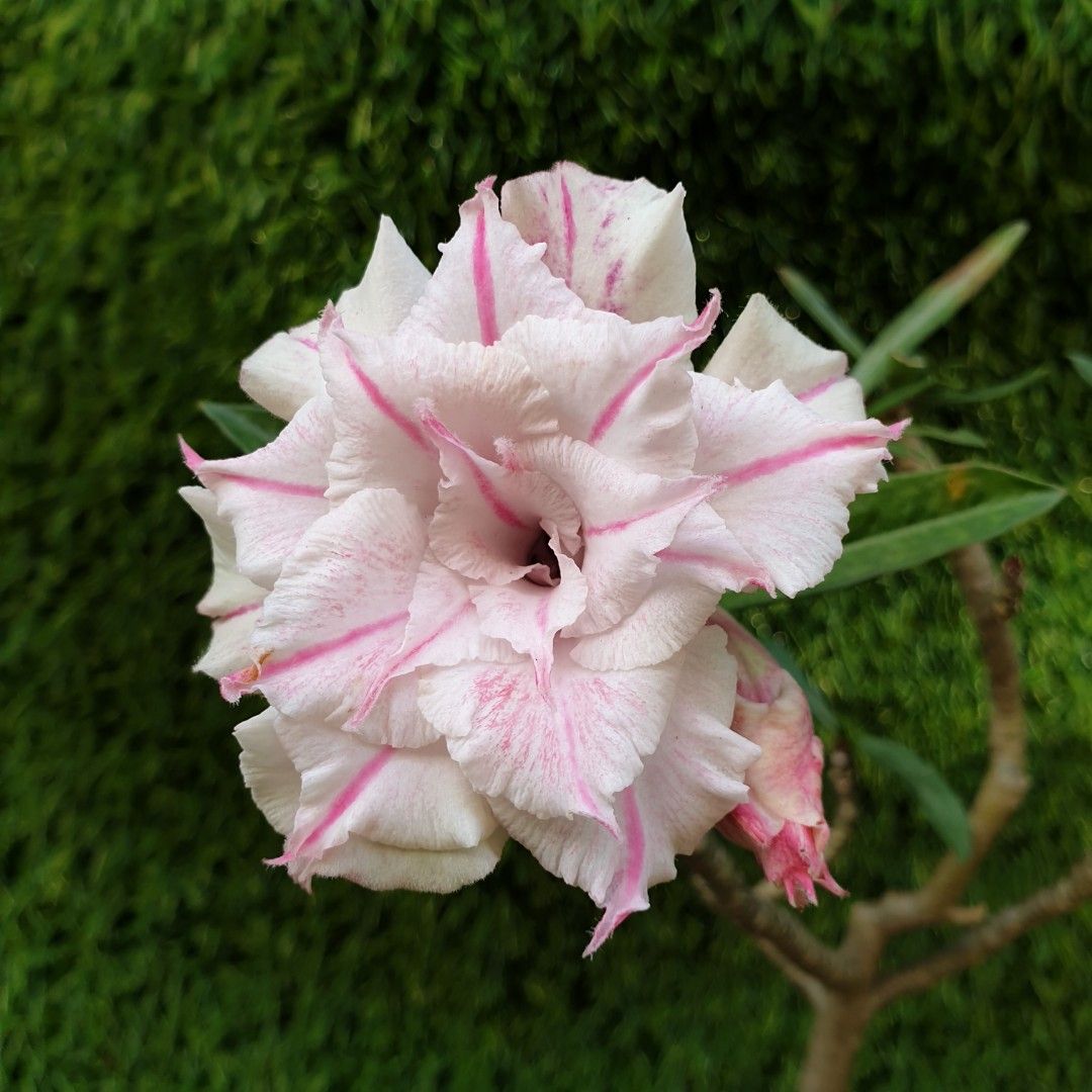 Rare Multi Petal Adenium Desert Rose Flower Grafted Fu Gui Hua ...