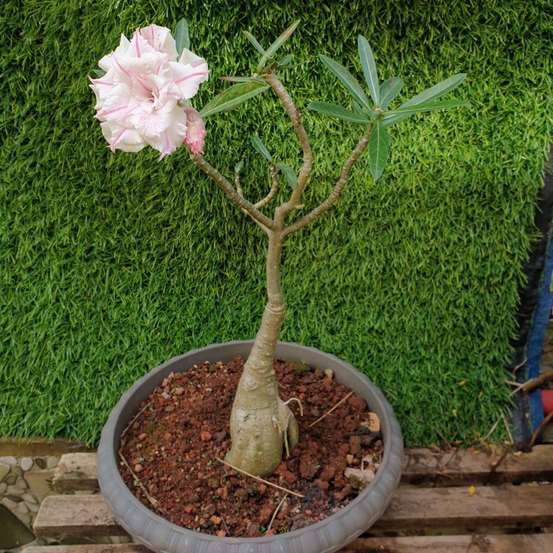 Rare Multi Petal Adenium Desert Rose Flower Grafted Fu Gui Hua ...
